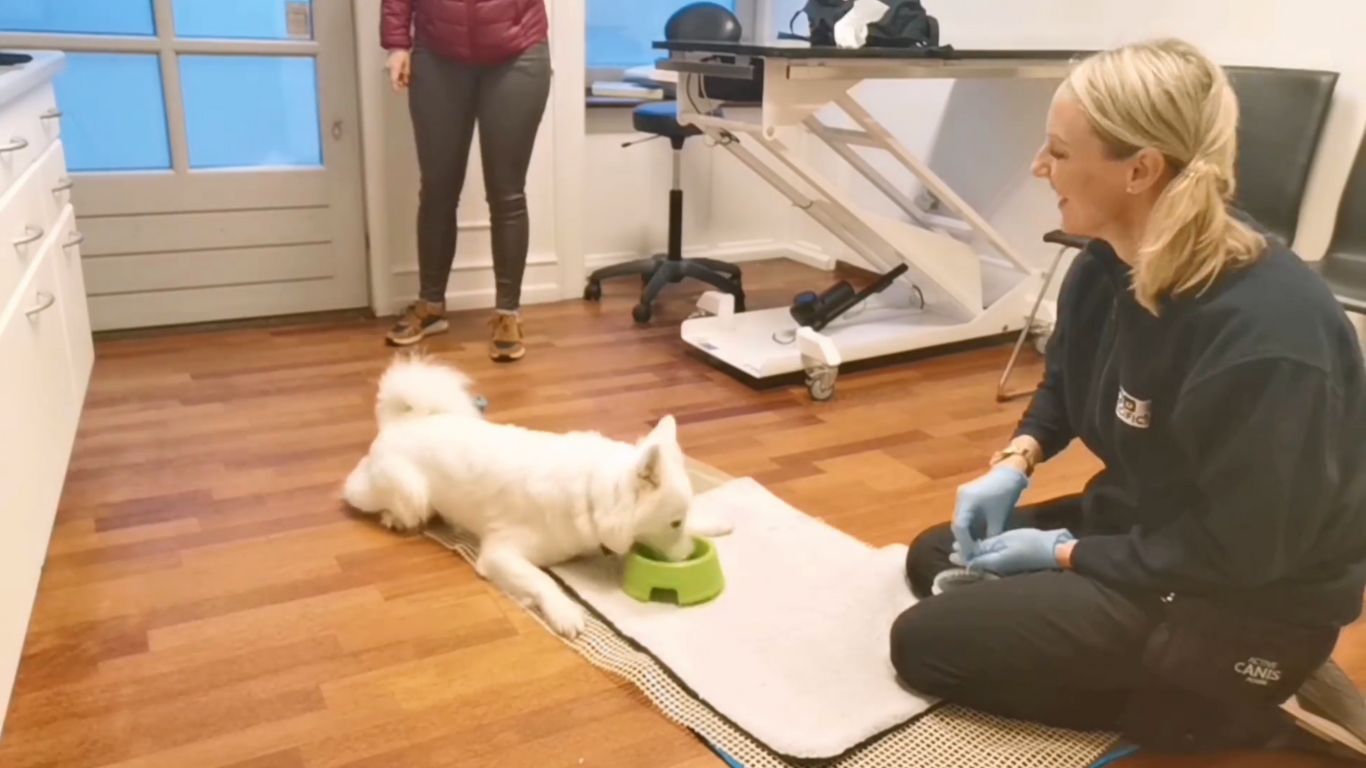 Adfærd hos hunde - få hjælp til en bedre hverdag og glad hund